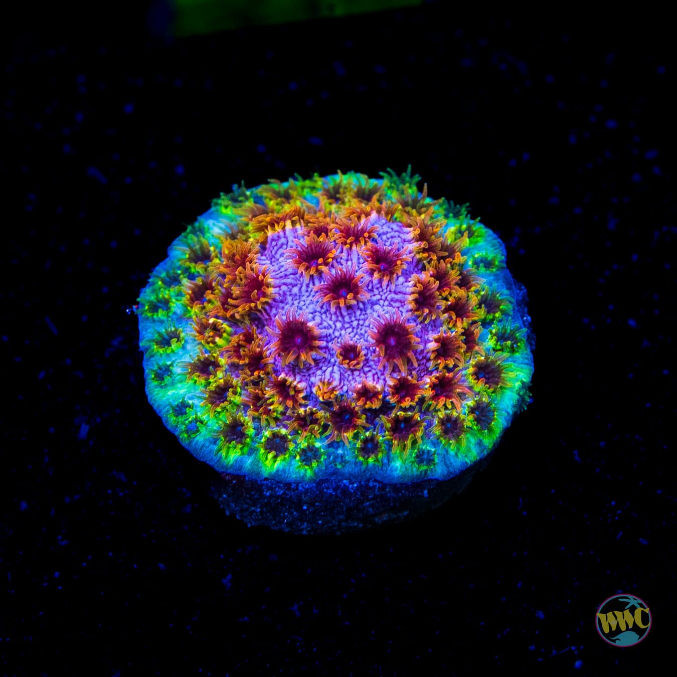 WWC Skittles Bomb Cyphastrea