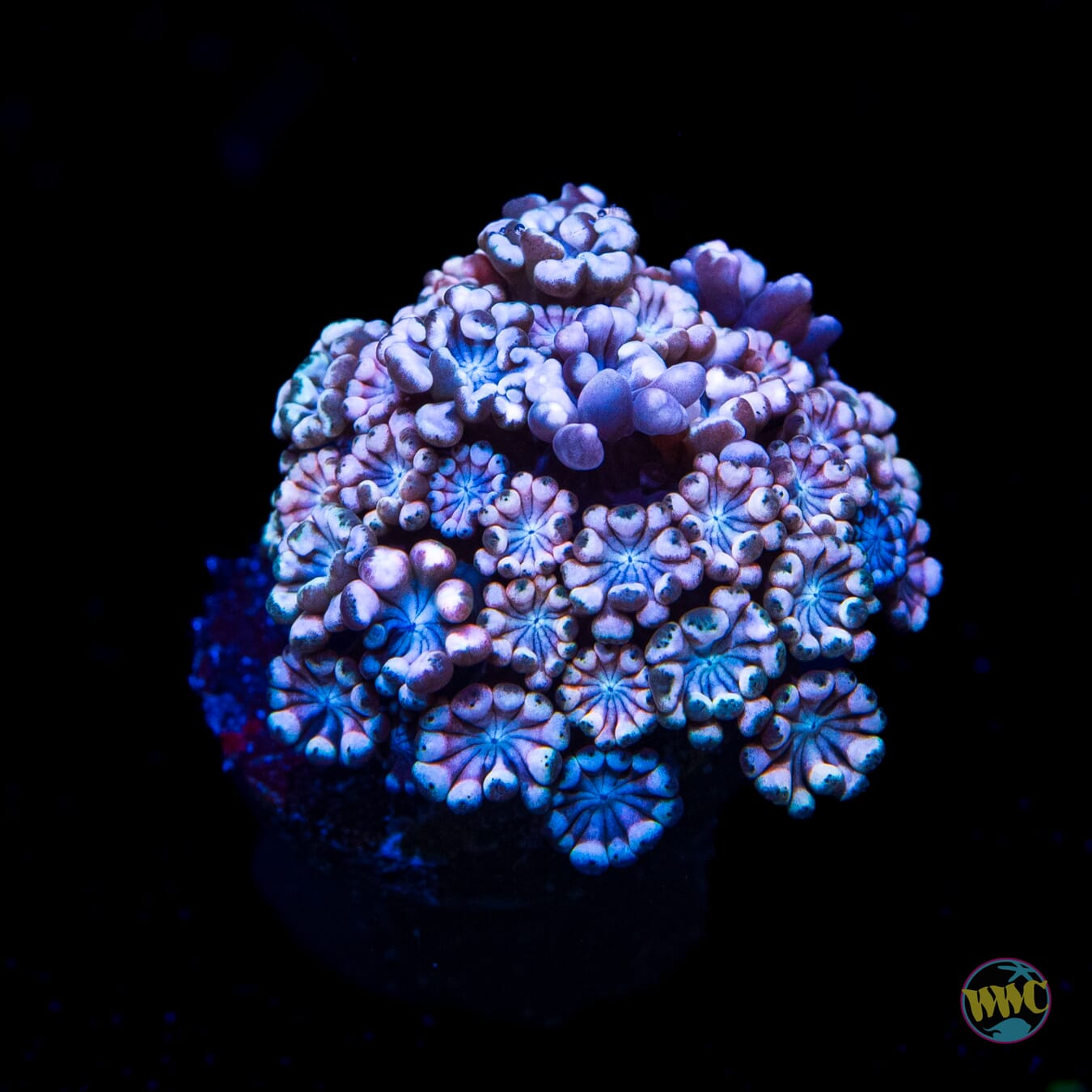 I Love Lavender Alveopora