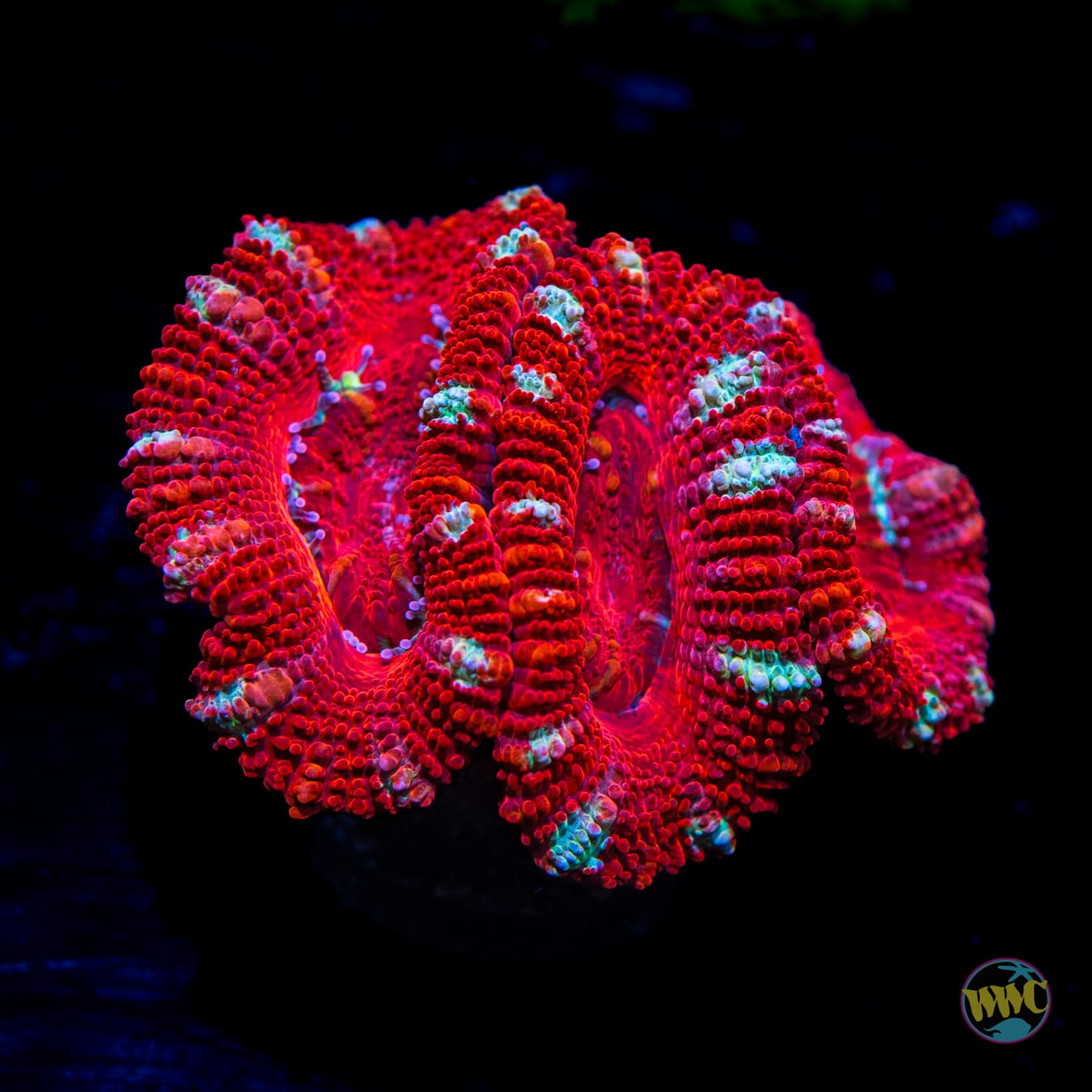 Peppermint Stick Aussie Lord