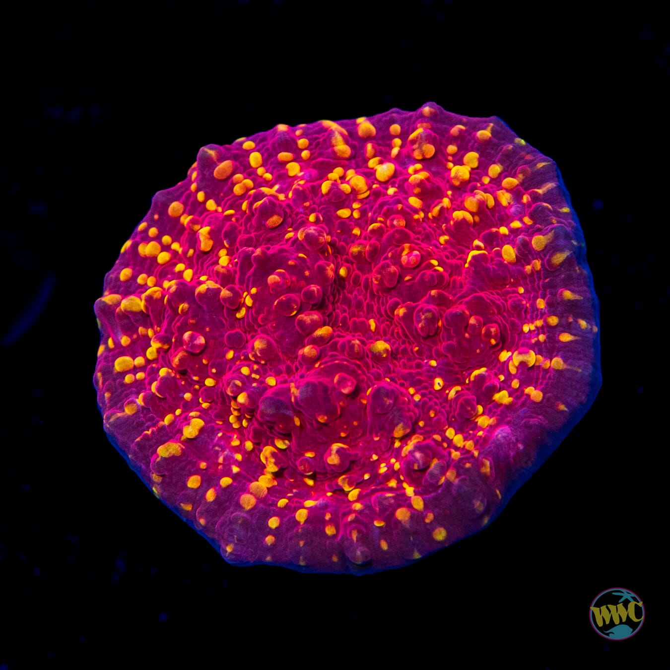 Chalice Coral For Sale - World Wide Corals