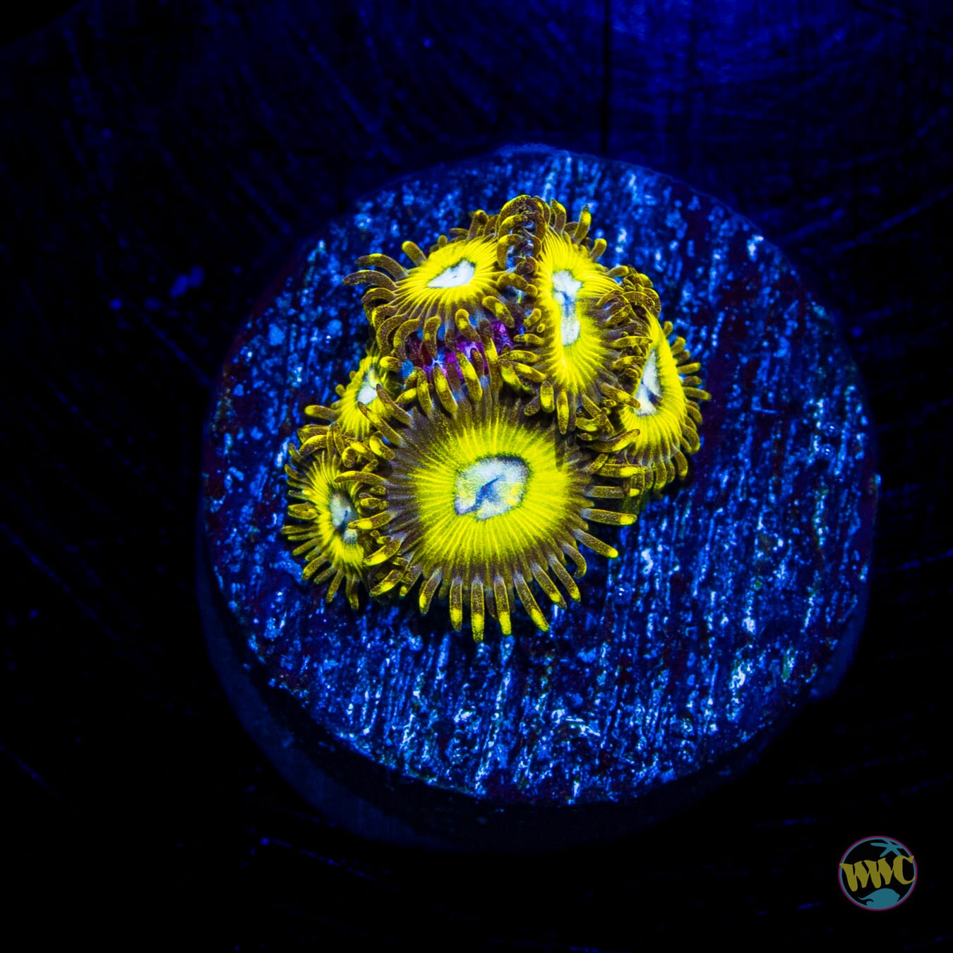 Buy Corals, Supplies, Fish and Inverts for your Reef Tank.