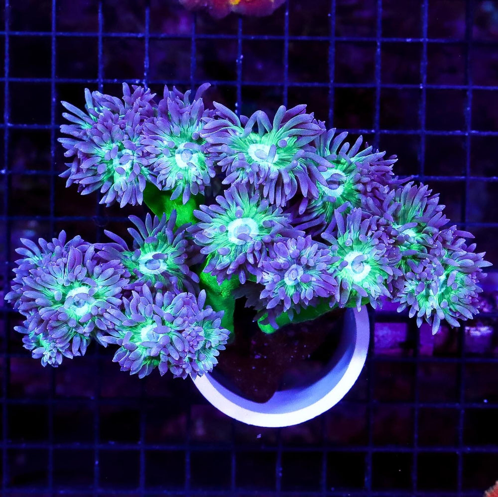 Duncan Corals | World Wide Corals