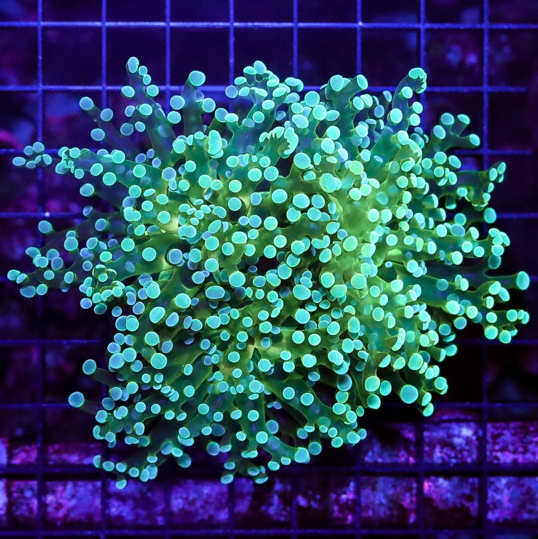 Coral Colonies for Sale - World Wide Corals