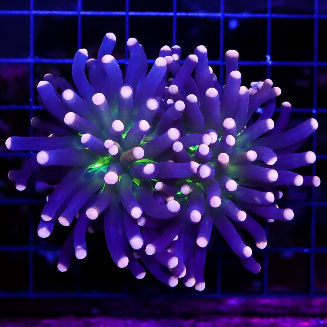 Coral Colonies for Sale - World Wide Corals