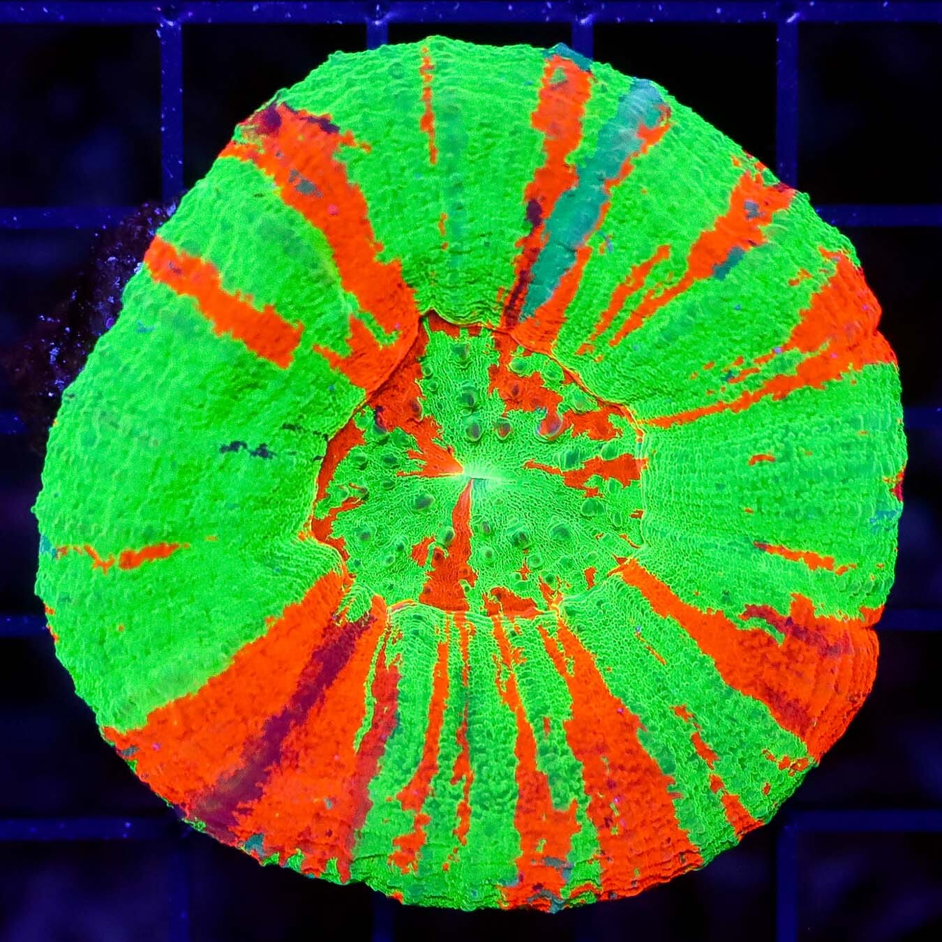 Sizzling Bleeding Apple Scolymia