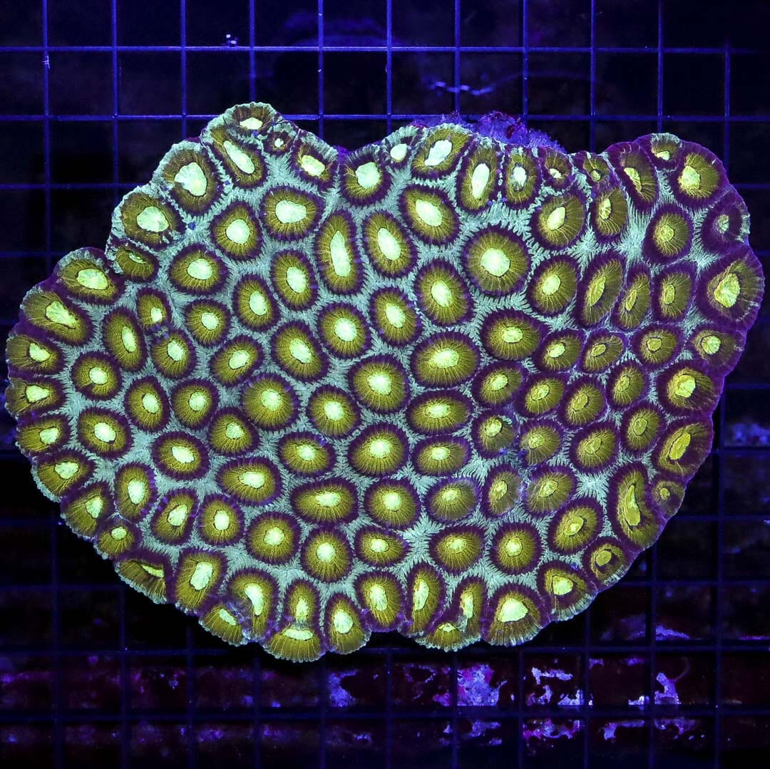 Coral Colonies for Sale - World Wide Corals