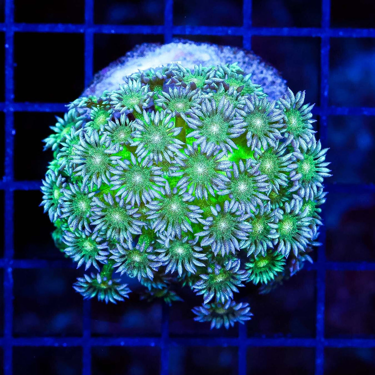 Goniopora | World Wide Corals