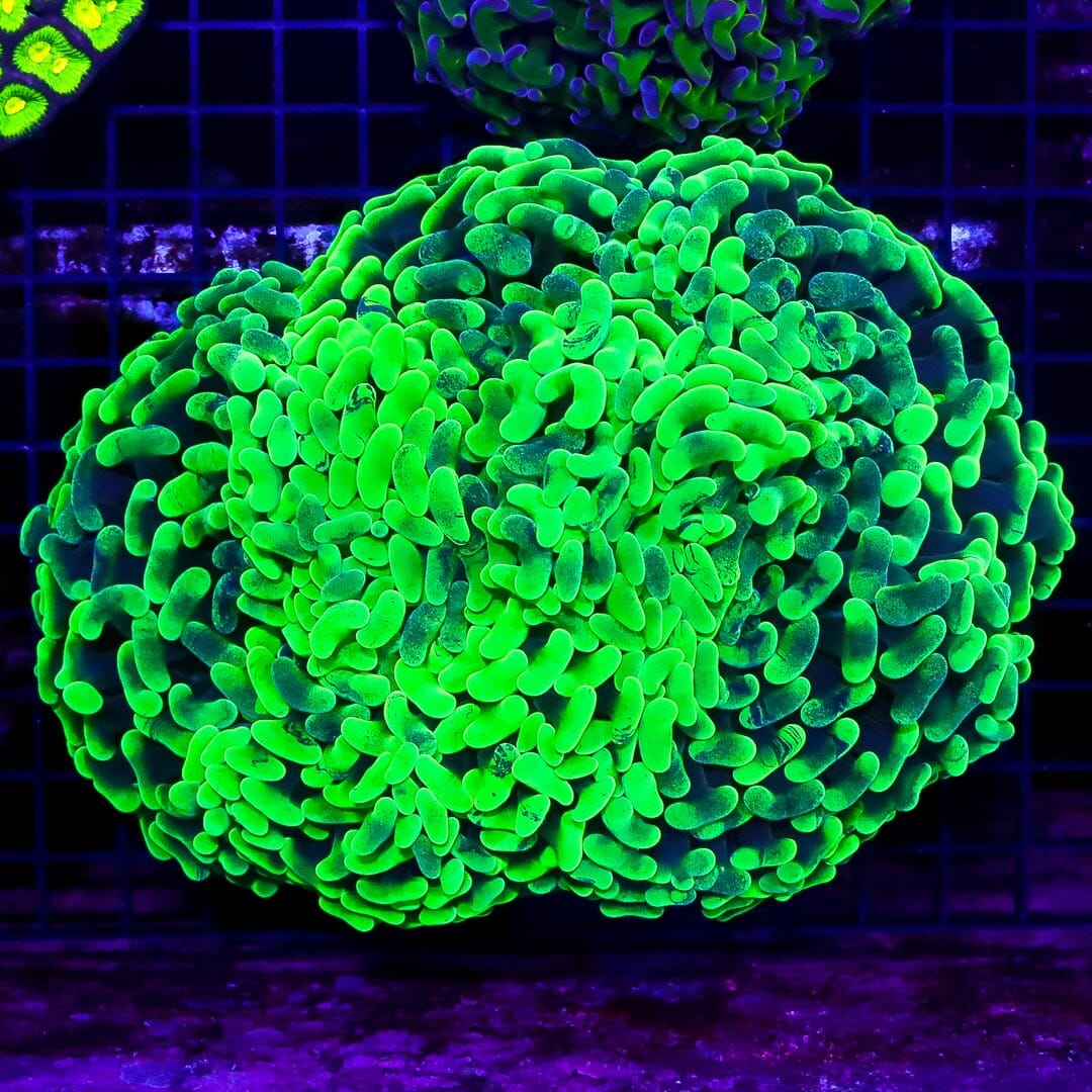 Coral Colonies for Sale - World Wide Corals