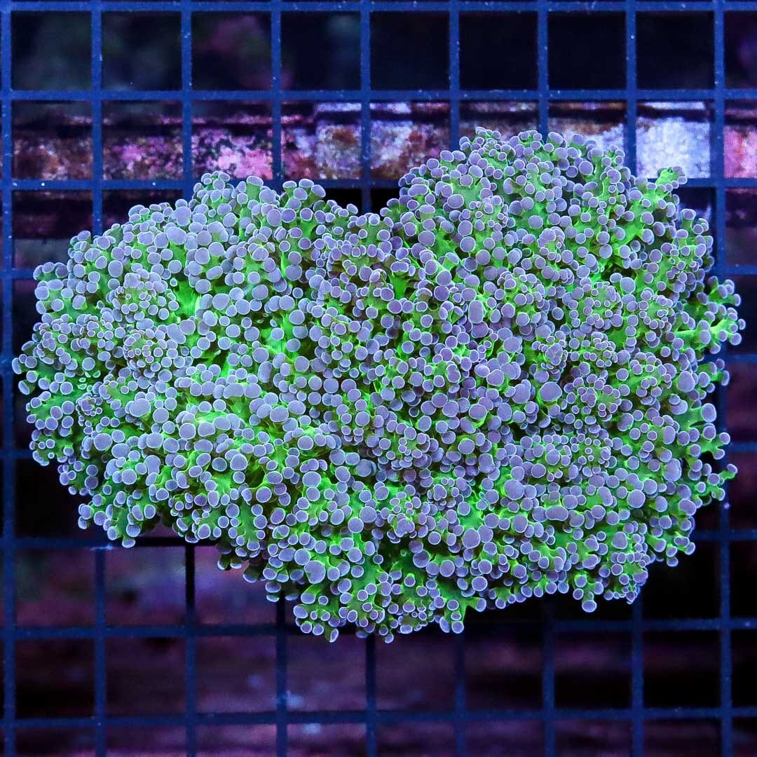 Coral Colonies for Sale - World Wide Corals