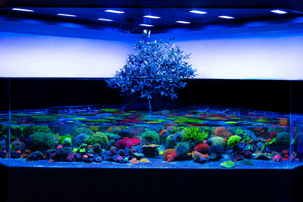Aquarium Installation