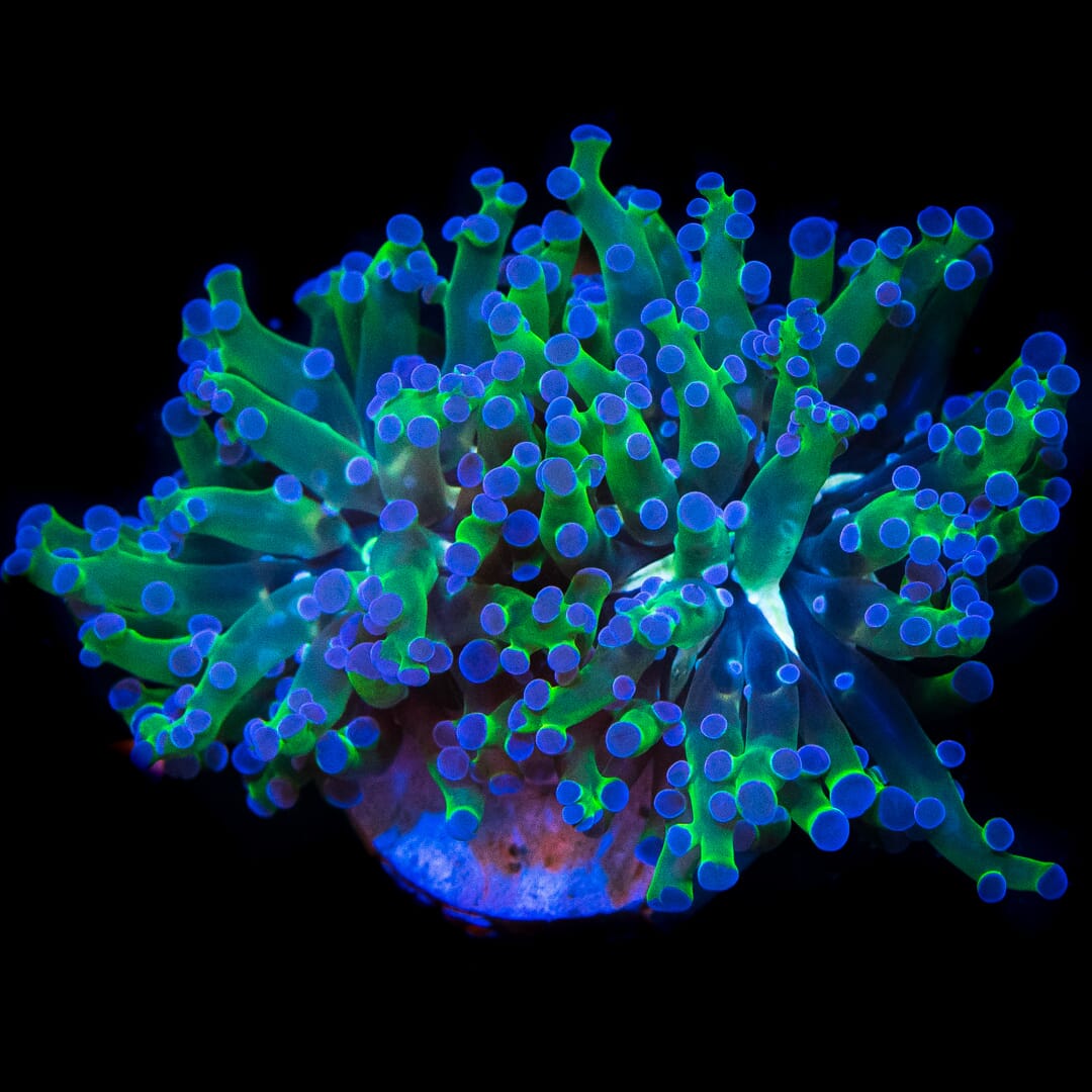 WWC Bi-Color Frogspawn Coral