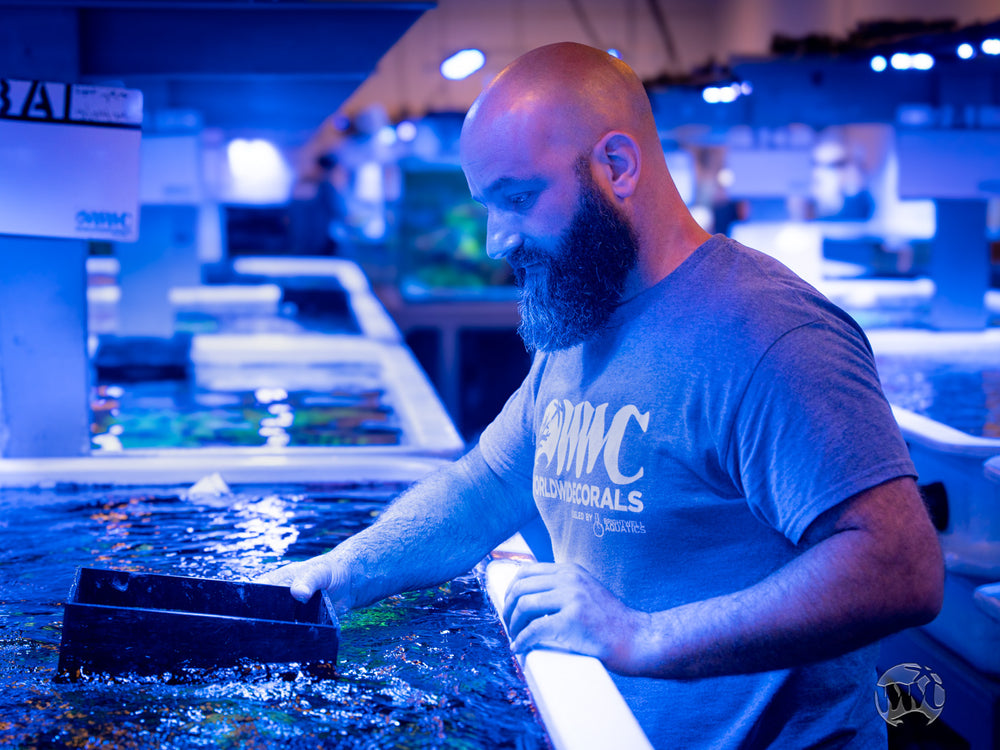 WWC Coral Acclimation and Dipping Guide