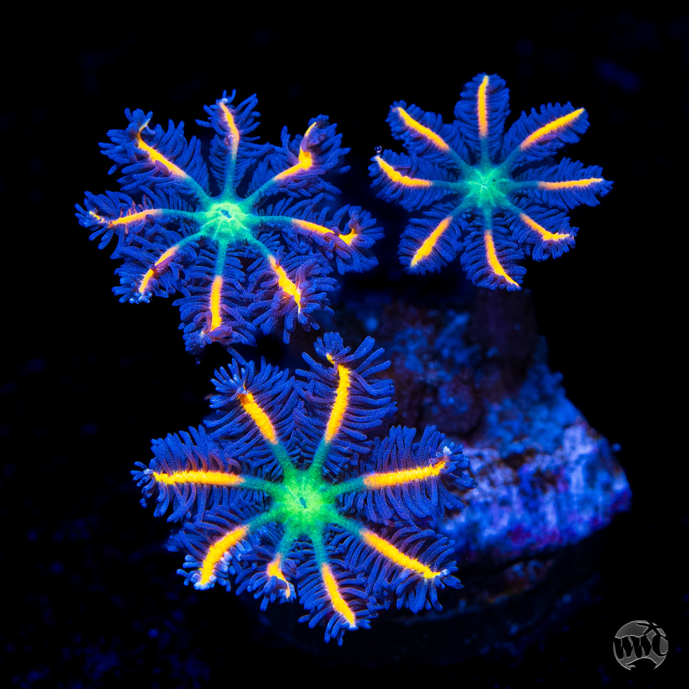 Fireworks Clove Polyp Coral | World Wide Corals