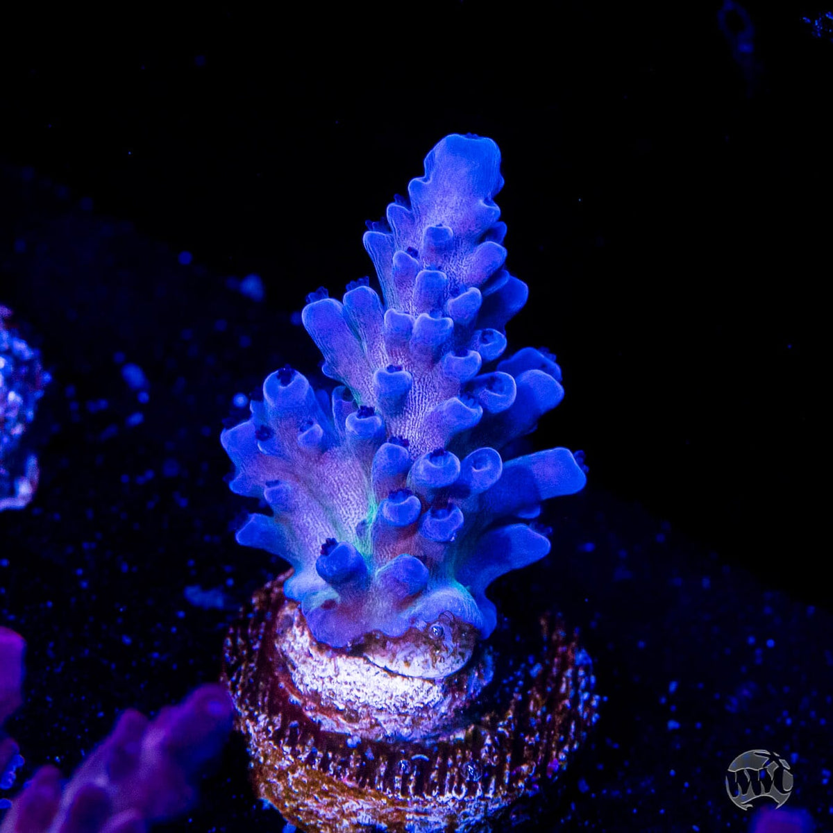 Acropora Coral for Sale - World Wide Corals