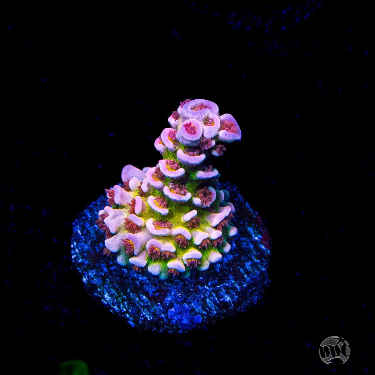 Small Polyp Stony or SPS Corals for Sale | World Wide Corals