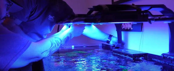 World Wide Corals Careers