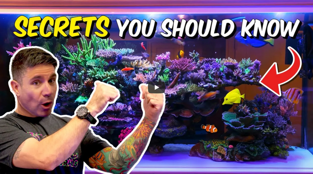 Coral Care Guide - For Saltwater Aquarium