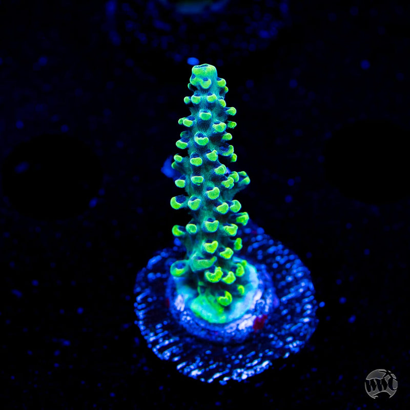 Acropora Coral for Sale - World Wide Corals