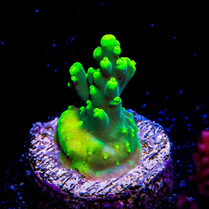Acropora Coral for Sale - World Wide Corals – Page 2