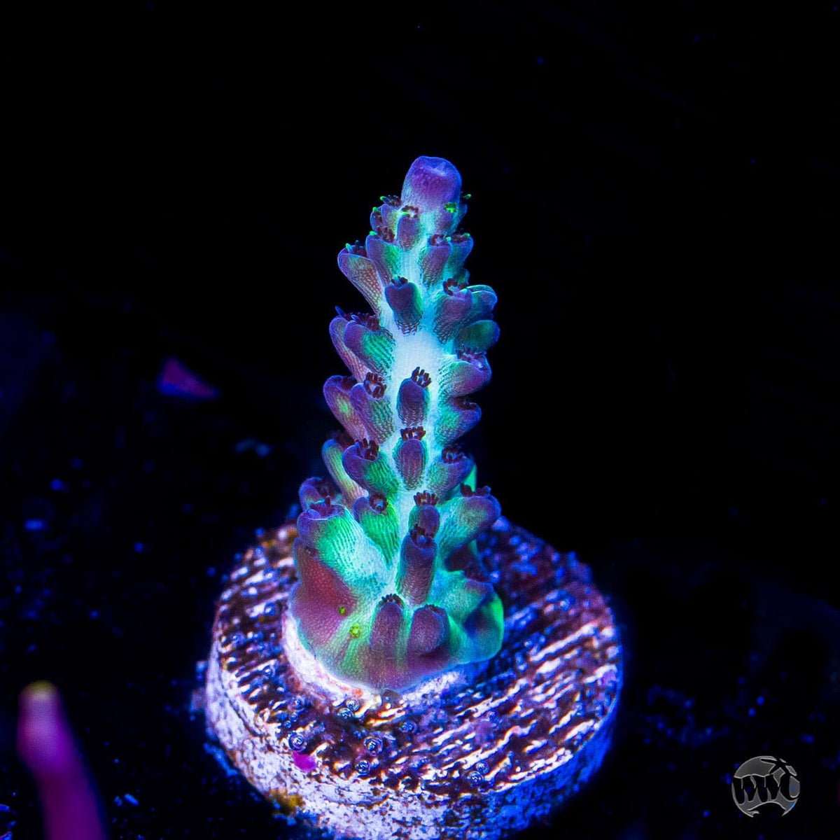 Acropora Coral for Sale - World Wide Corals – Page 2