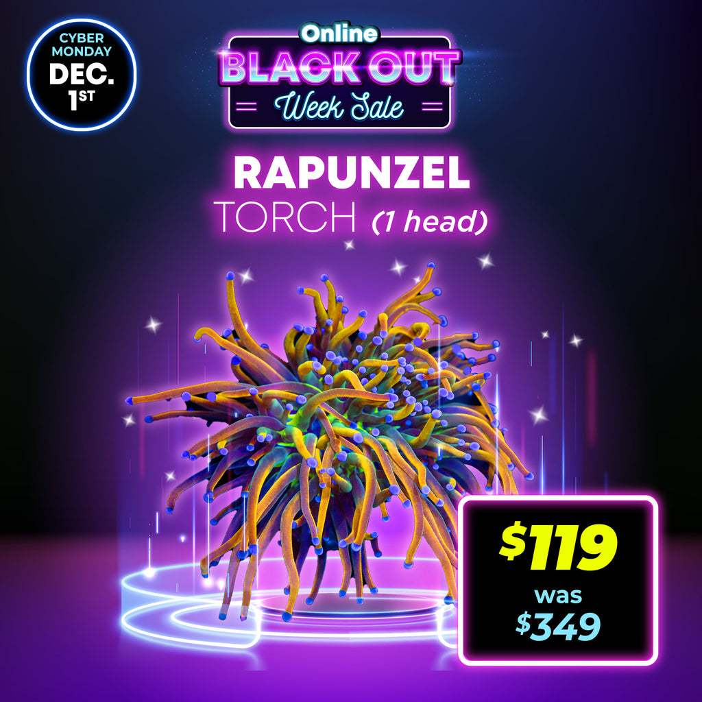 Rapunzel Torch Coral