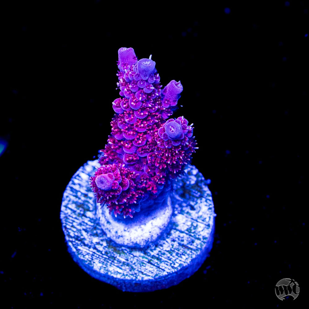 WWC Aquacultured Corals