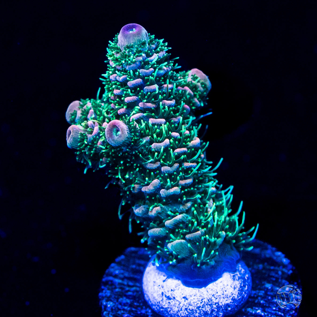 WWC Mischievous Mille Acropora | World Wide Corals