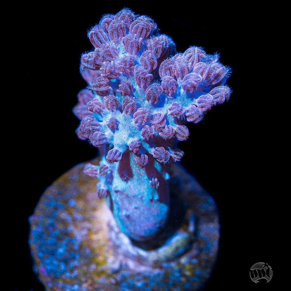 WWC Aquacultured Corals