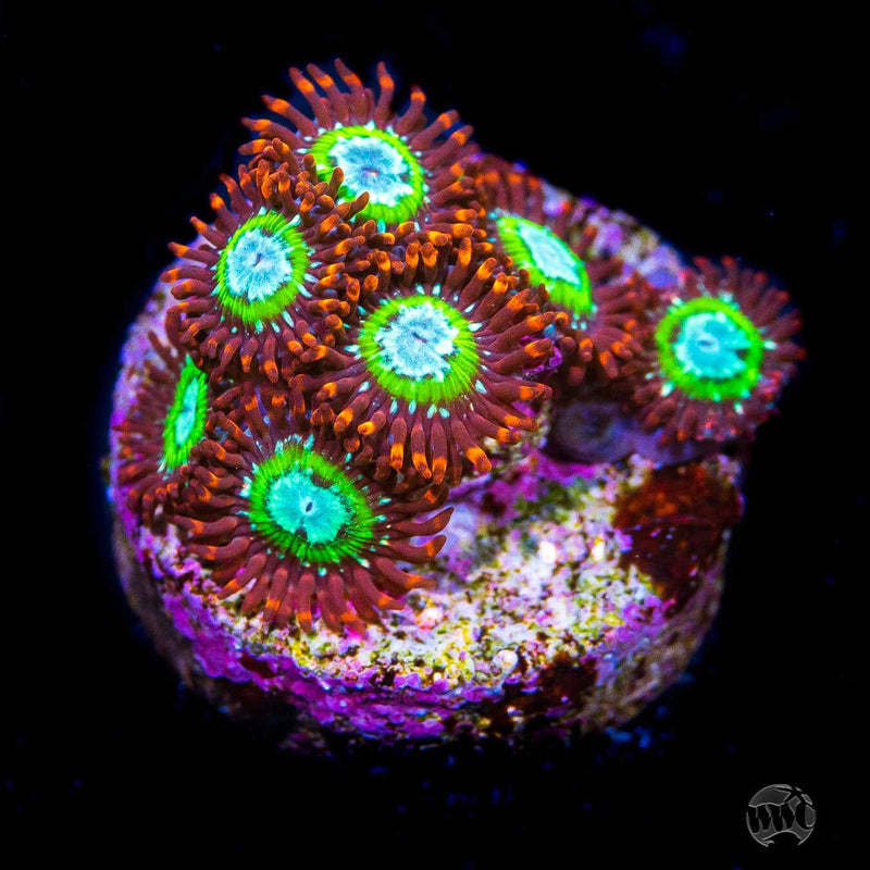 Zoanthids for sale - World Wide Corals