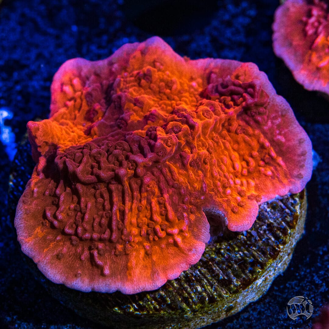 WWC Grafted Firewalker Cap Montipora