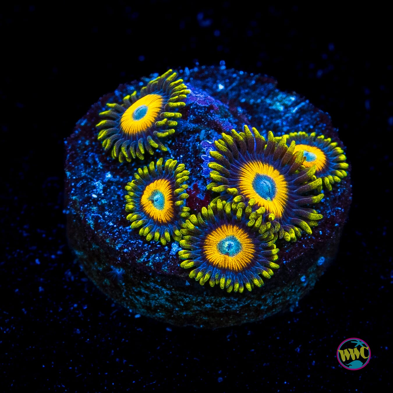 Candy Cane Coral | World Wide Corals