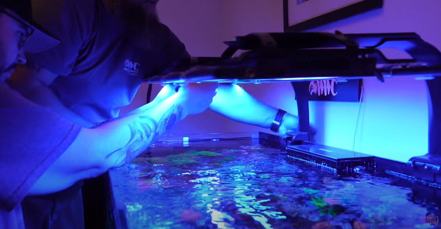 Professional Aquarium Maintenance Services in Orlando, FL