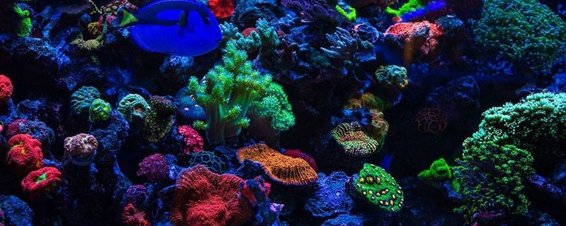 Coral Care Guide - For Saltwater Aquarium
