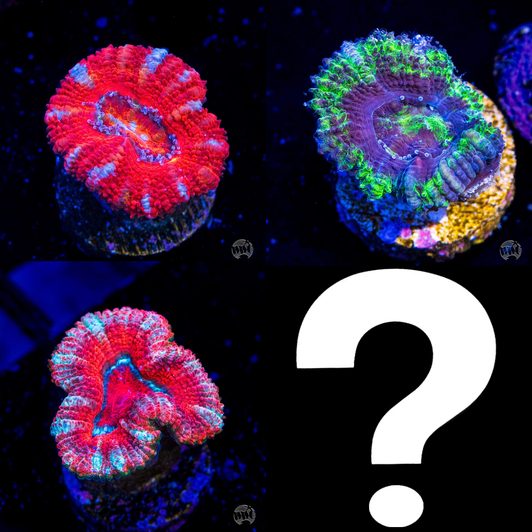 Coral Frag Packs | World Wide Corals