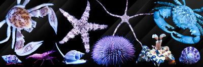 Saltwater Invertebrates for Sale - World Wide Corals