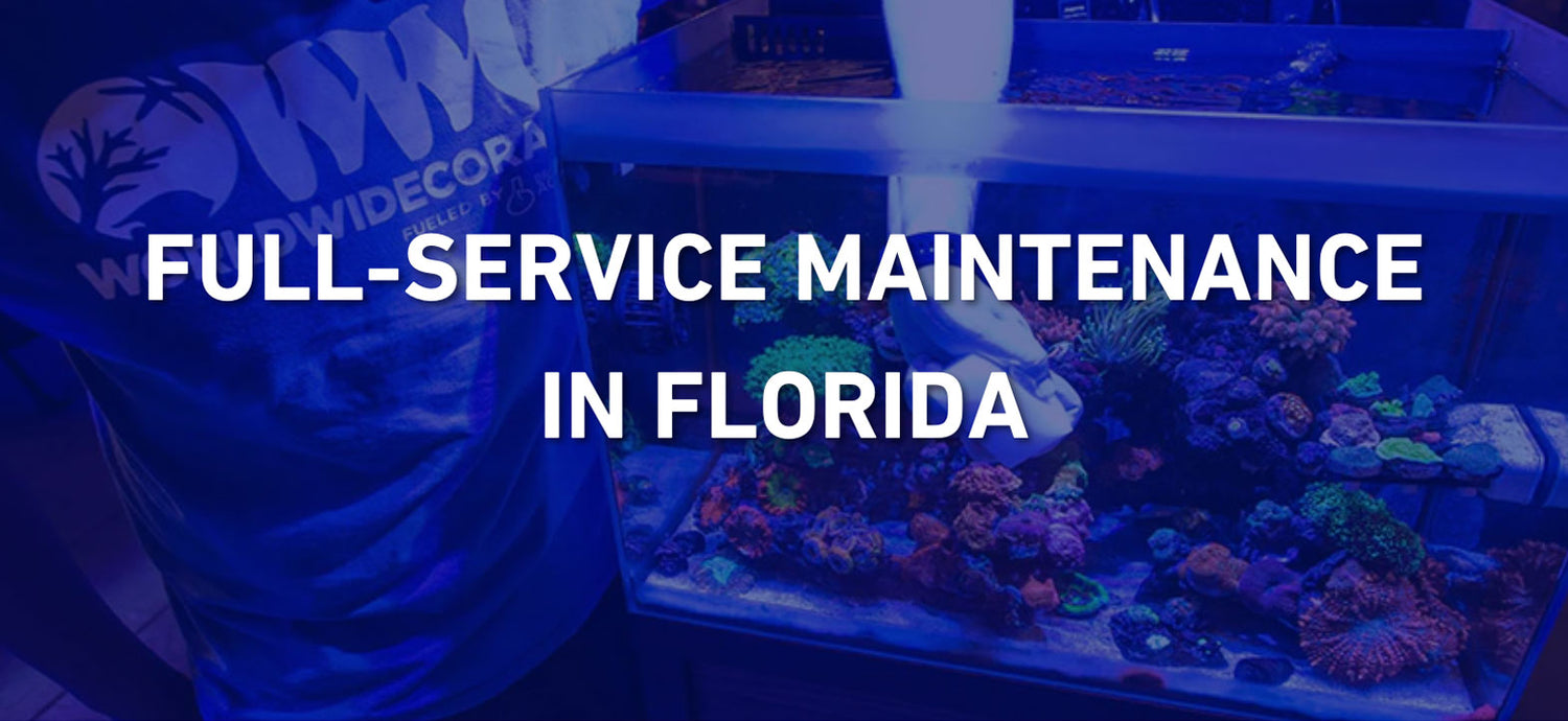 Professional Aquarium Maintenance Services in Orlando, FL
