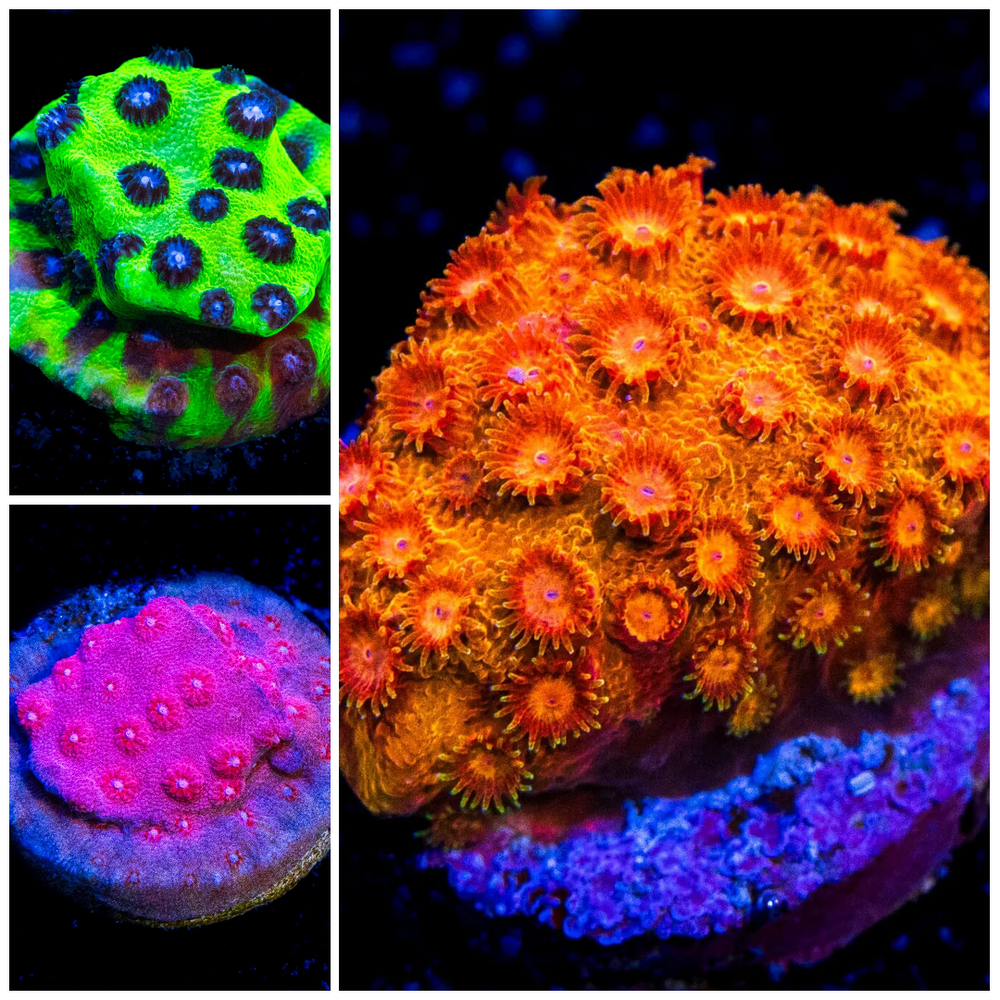 Coral Frag Packs | World Wide Corals
