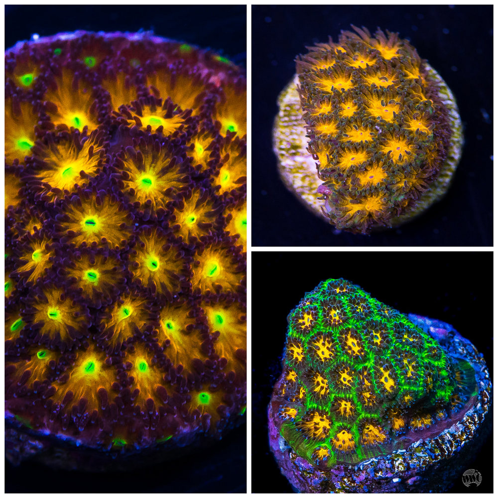 Coral Frag Packs | World Wide Corals