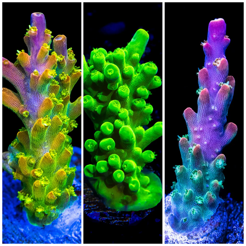 Coral Frag Packs | World Wide Corals