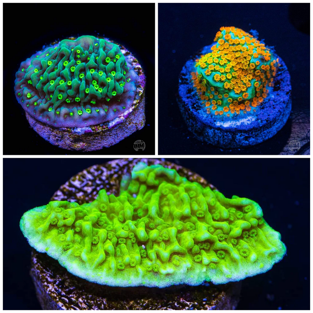 Coral Frag Packs | World Wide Corals