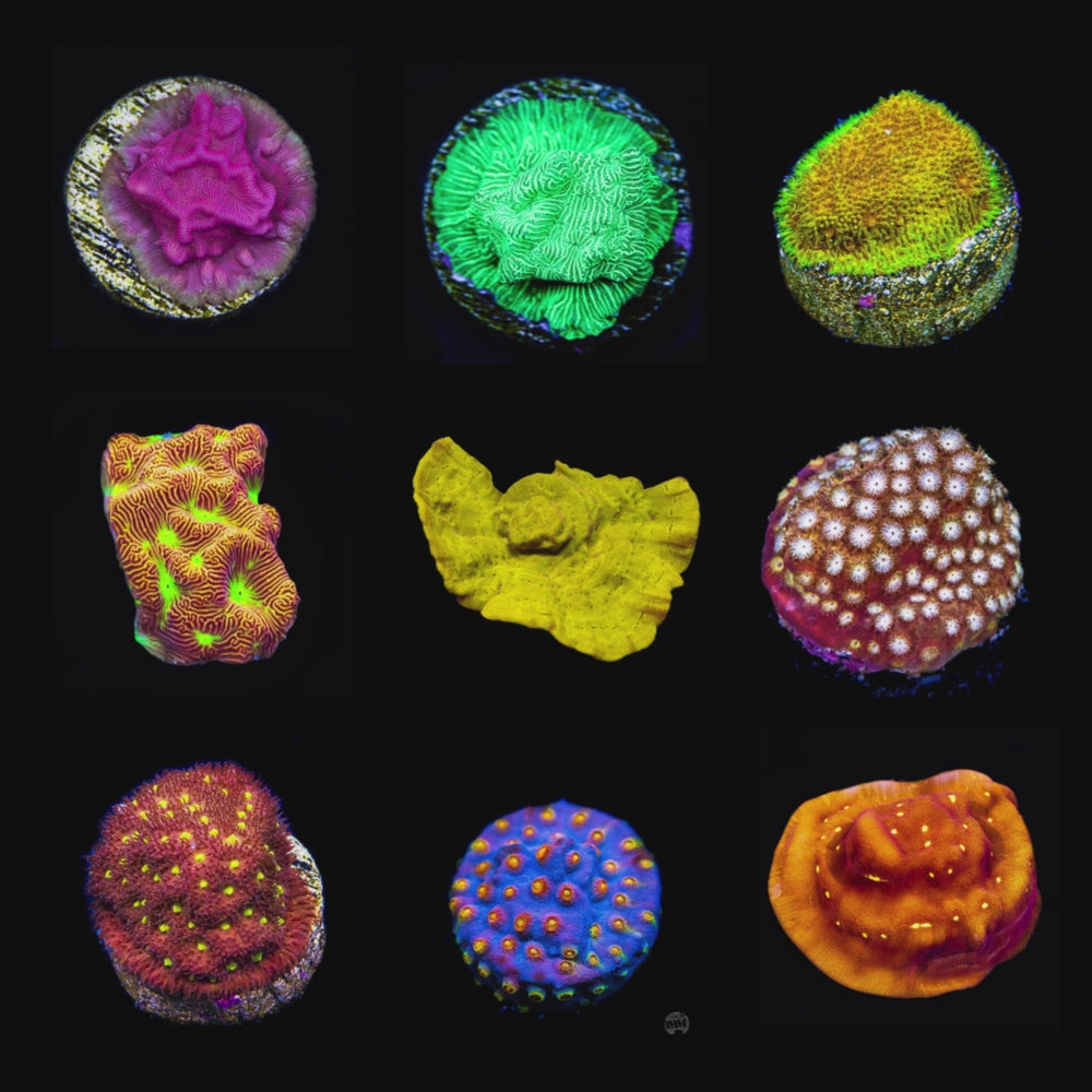 Coral Frag Packs | World Wide Corals
