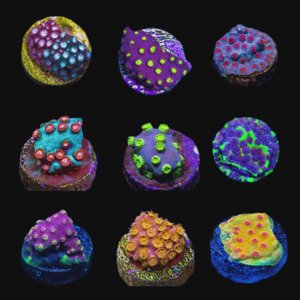 Coral Frag Packs | World Wide Corals