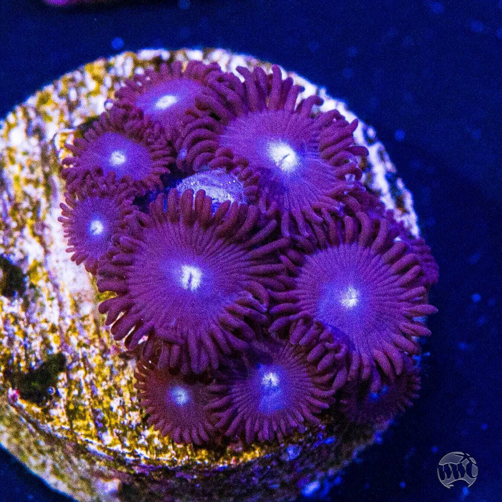 Zoanthids for sale - World Wide Corals