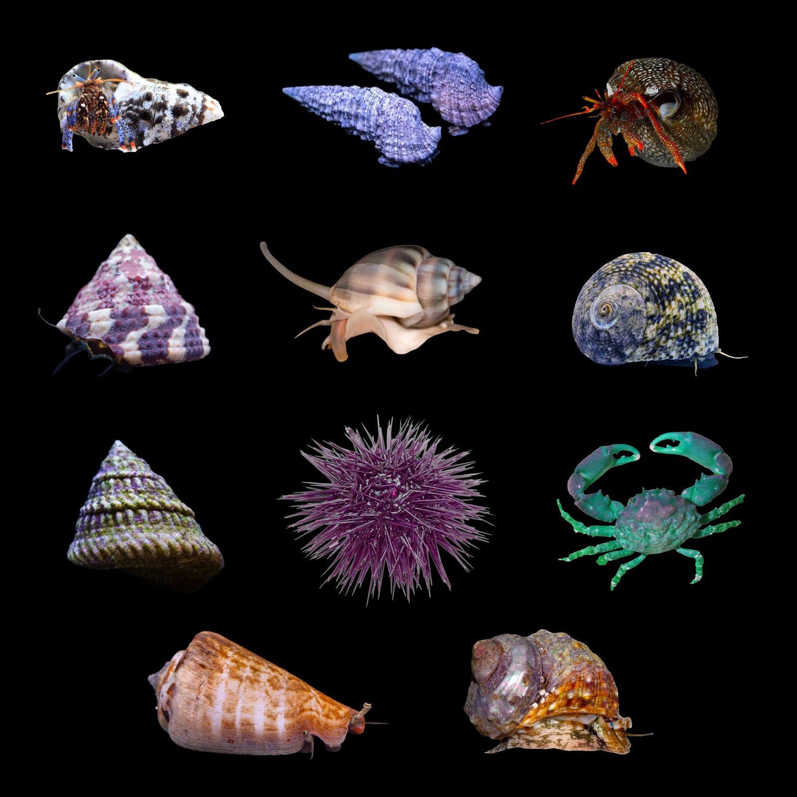 Saltwater Invertebrates for Sale - World Wide Corals