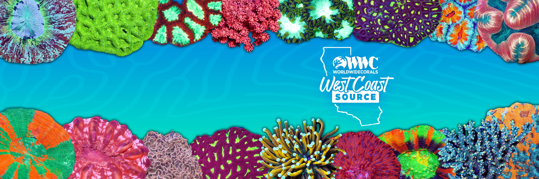 Buy Corals, Supplies, Fish and Inverts for your Reef Tank.