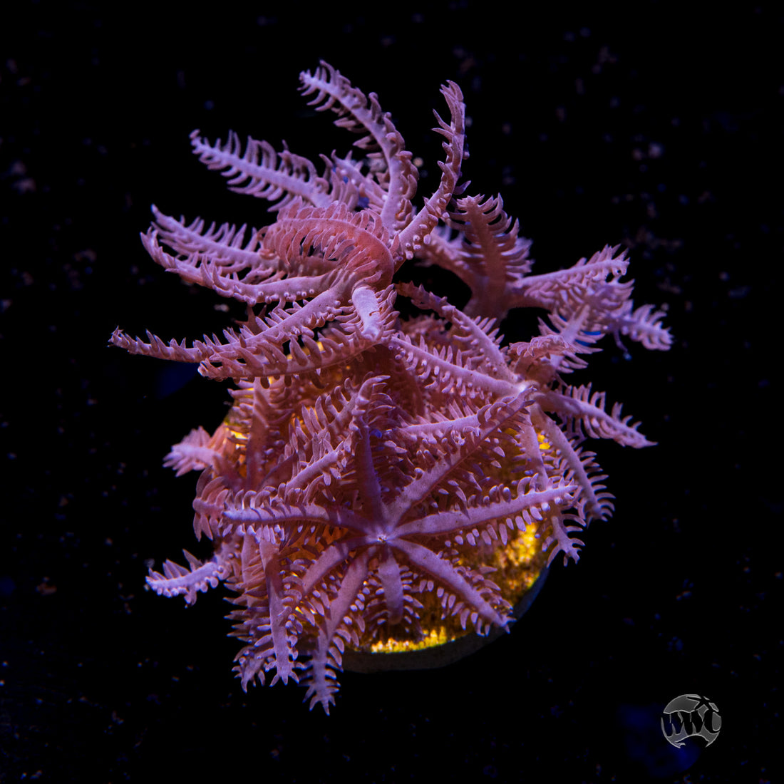 WWC Waving Hand Anthelia Coral | World Wide Corals