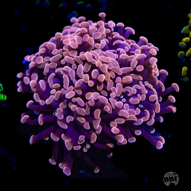 Large Polyp Stony or LPS Corals for Sale | World Wide Corals