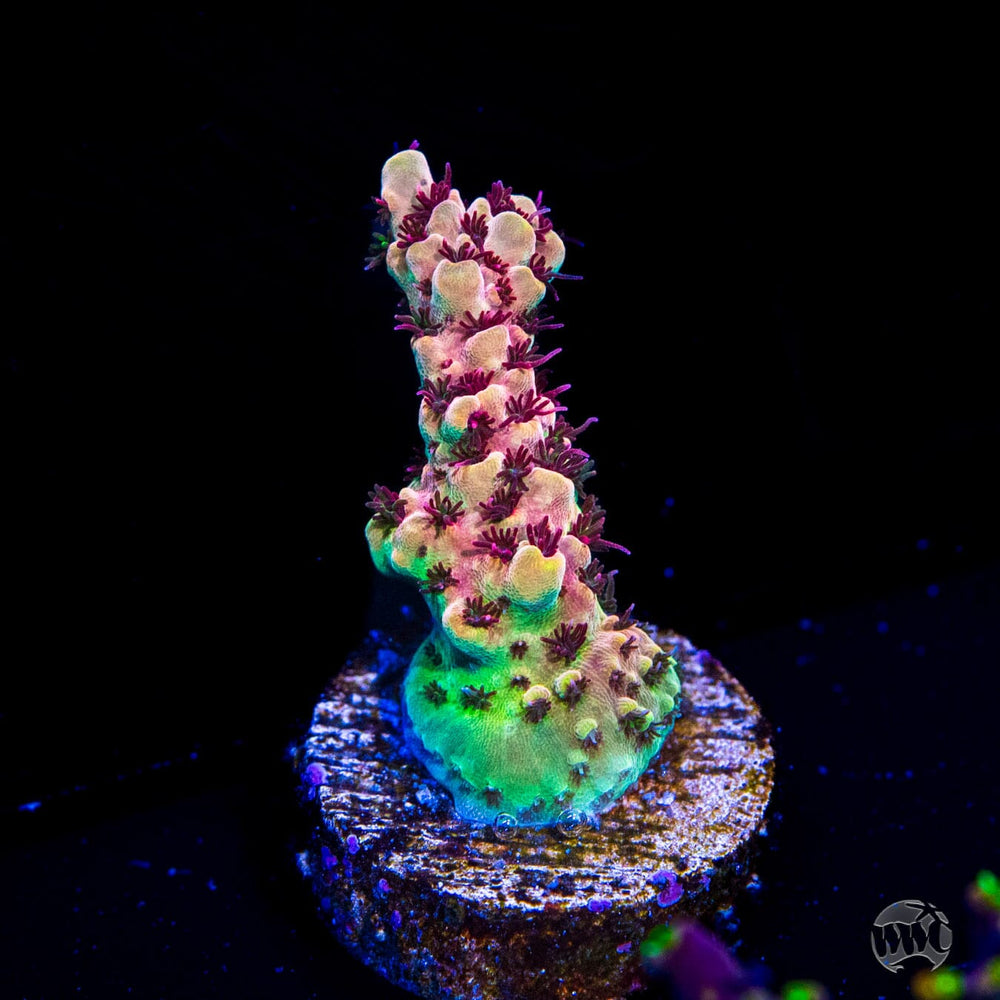 Acropora Coral for Sale - World Wide Corals
