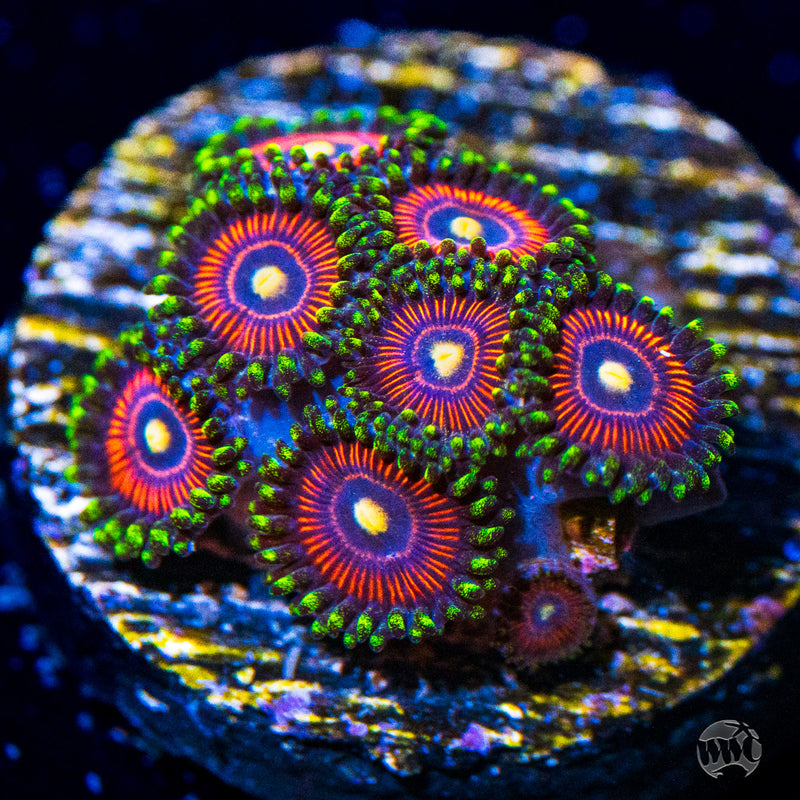 Zoanthids for sale - World Wide Corals