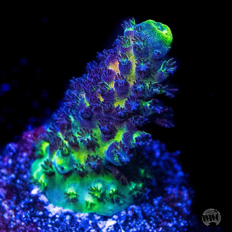 Acropora Coral for Sale - World Wide Corals